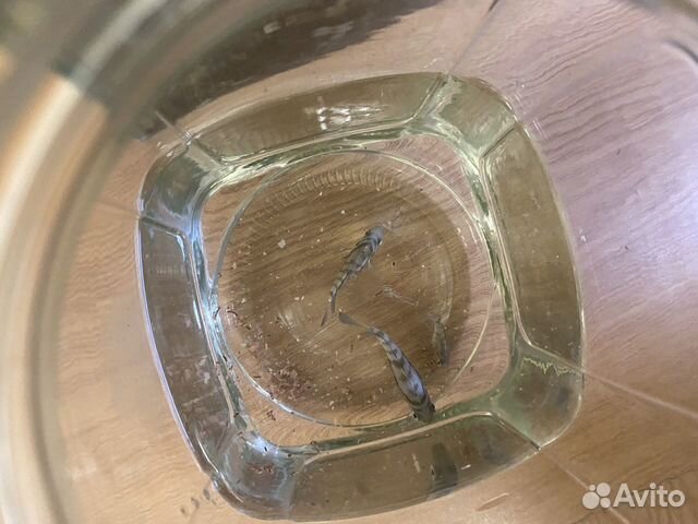 Цихлиды (Цихлазома Чернополосая) Отдам