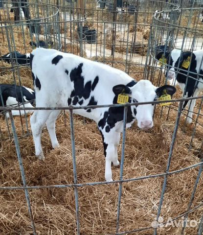 Бычки телята телки крс