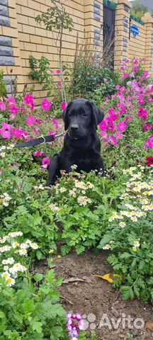 Щенок Лабрадора 2,5 месяца
