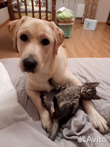 Полосатый котёнок 1.5 месяца