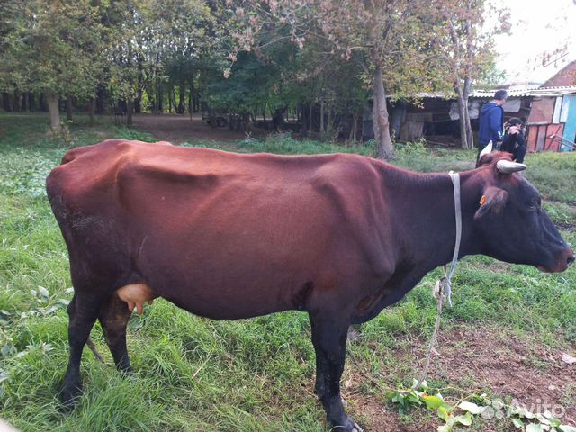 Коровы дойные молочные
