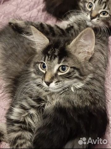 Пушистый котенок Ариша 3 месяца в дар