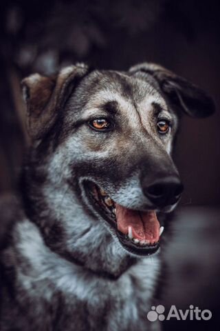 Лексус в добрые руки