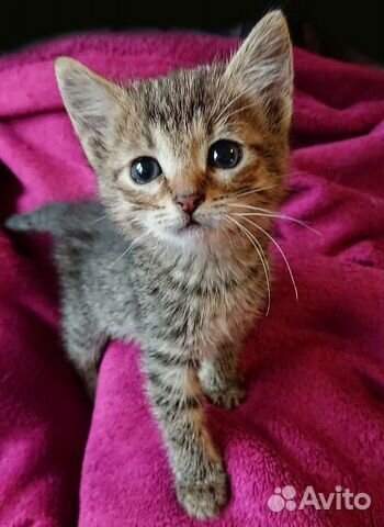 Котенок Виска ищет любящих родителей