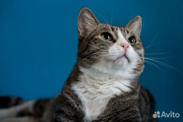 Яша, 1 годик, нежный, ласковый, чудо-котик