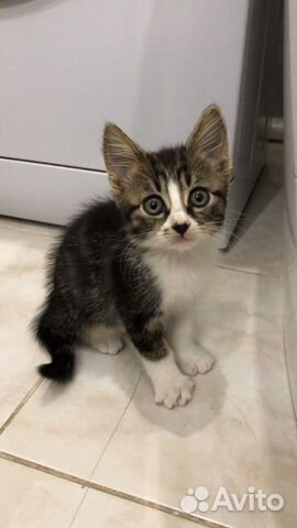 Отдам котенка в дрбрые руки