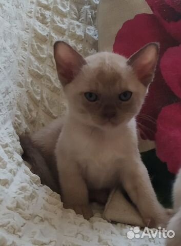 Шоколадная девочка