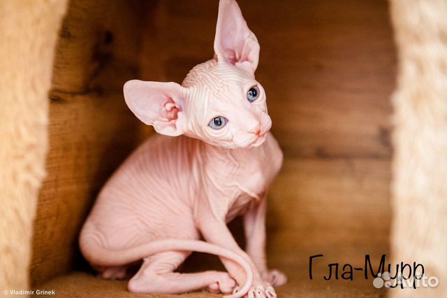 Котята канадского сфинкса