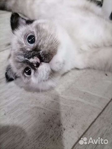 Шотландская вислоухая