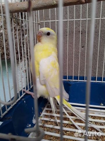 Попугай певчие и какарики