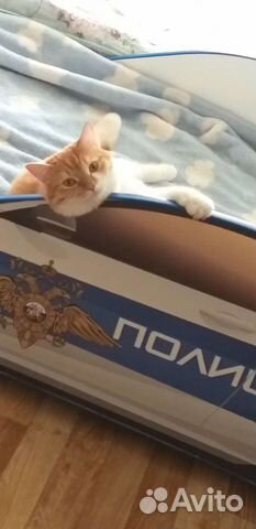 Отдам котика в добрые руки