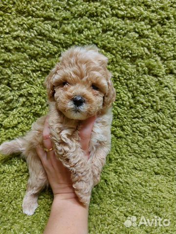 Мальтипу F1 мини в корейском типе