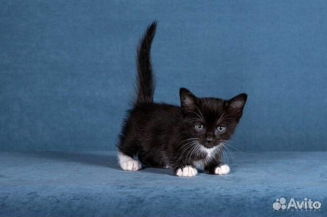 Котята манчкин