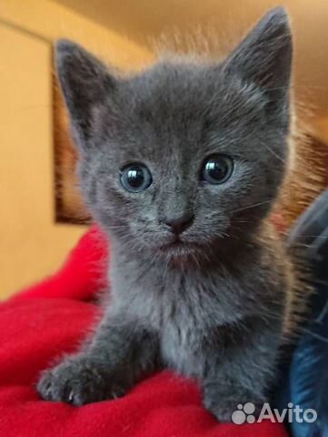 Котенок Кнопочка ищет дом