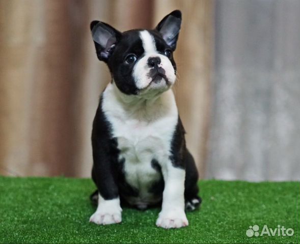 Щенки бостон-терьера