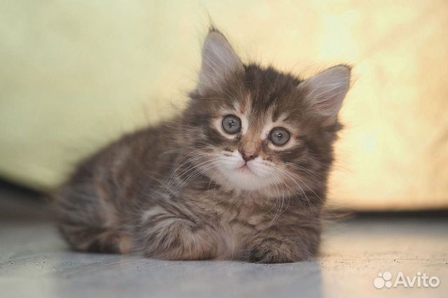 Котята