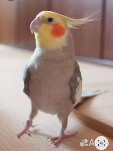 Попугай корелла