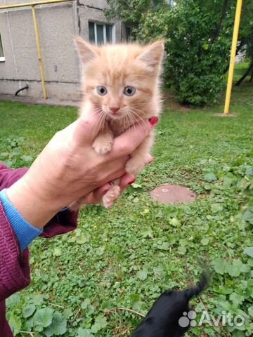 Котёнок в добрые руки