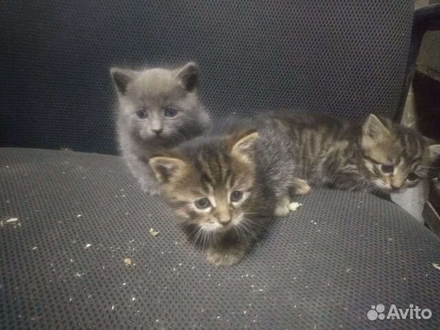 Котята в добрые руки