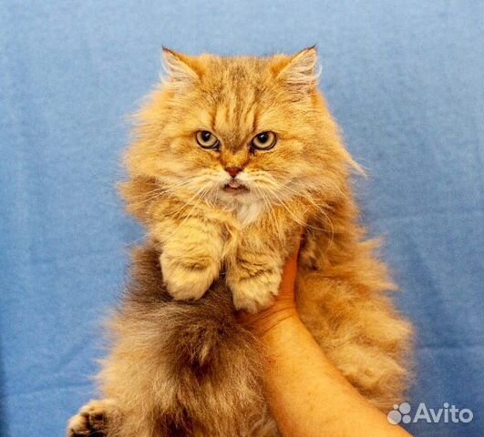 Шотландская длинношерстная кошка в добрые руки