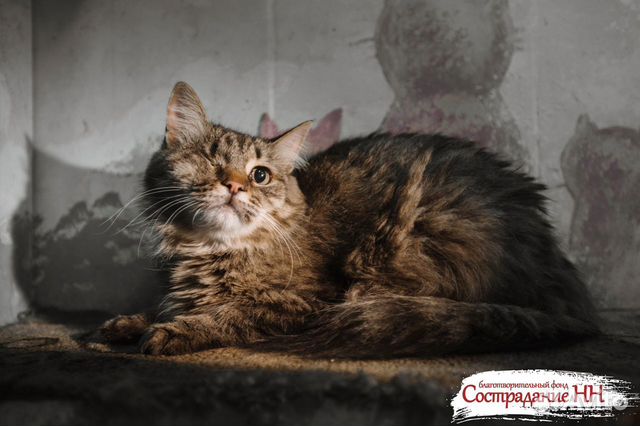 Кошка в дар