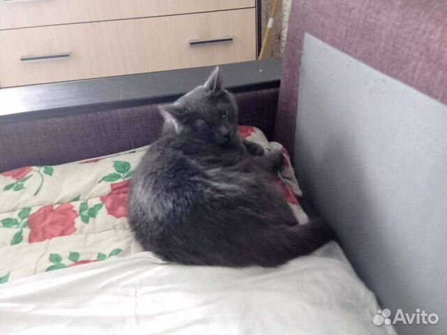 Отдам даром бесплатно кота, цвет серый, 4 года, ко