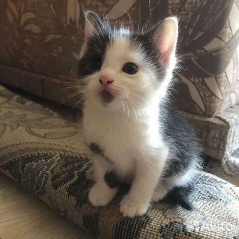 Котенок пират