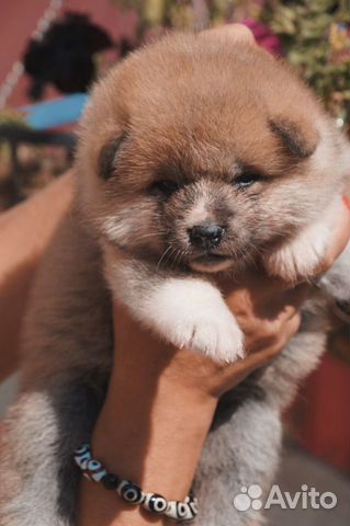 Щенки акита для резерва и продажи(4 мес)