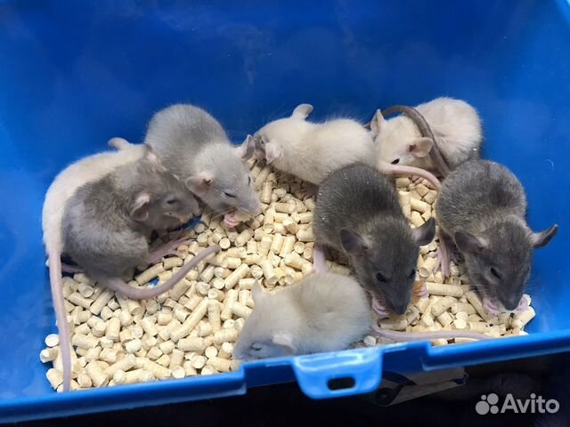 Крысята . Дамбо.голубая, бежевая и агути