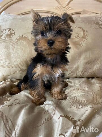 Йоркширский терьер