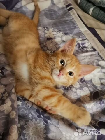 Рыжий котенок мальчик