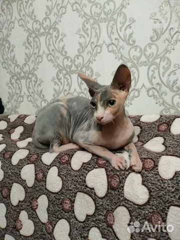 Продам кошку породы сфинкс