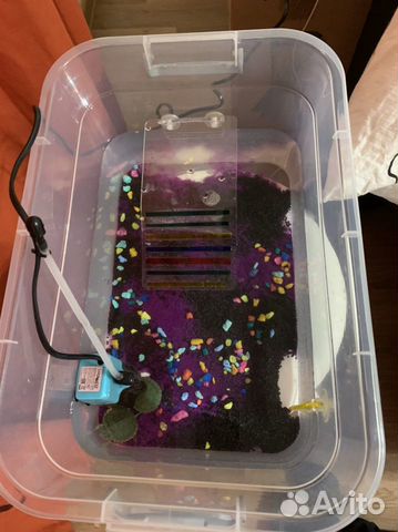 Красноухая черепаха с аквариумом