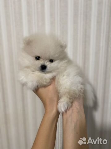 Померанский шпиц мини