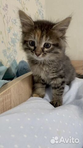 Котенок девочка