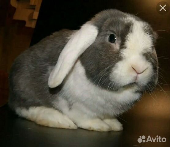 Декоративные кролики вислоухие