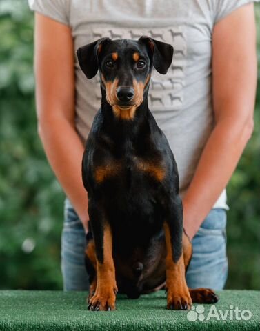 Немецкий пинчер