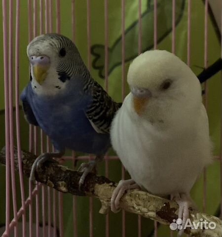 Пара волнистых