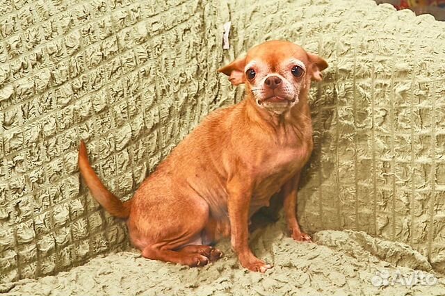 Сонечка ищет любящих хозяев