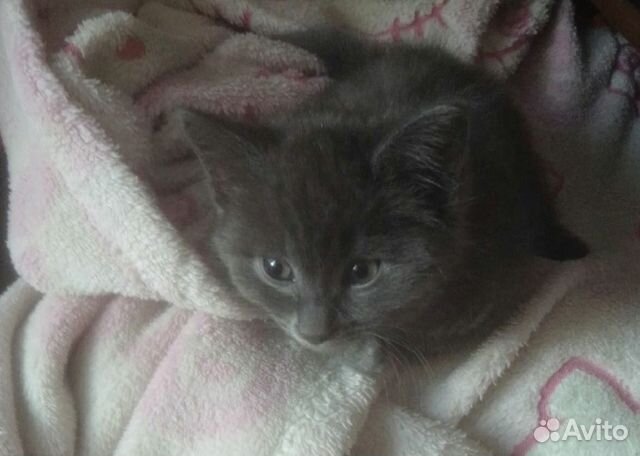 Котенок