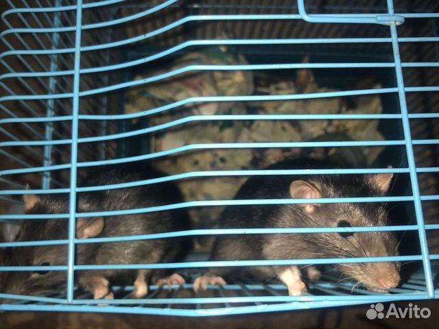 Крыски ручные