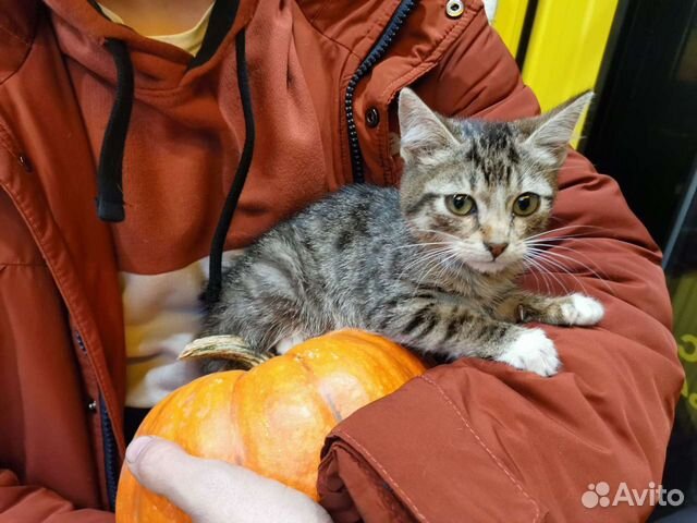 Кошки в добрые руки бесплатно