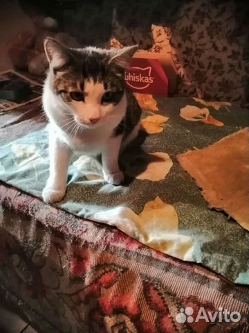 Кот в квартиру
