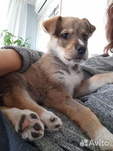 В добрые руки крупный щенок