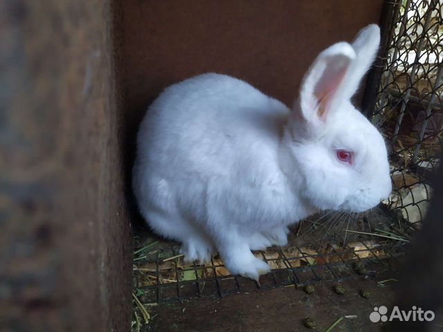 Молодой самец нзб