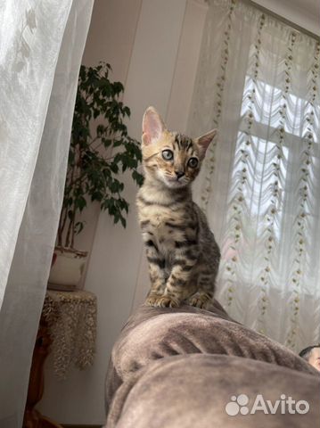 Бенгальская