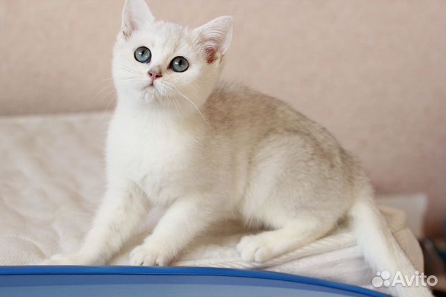 Британская шиншилла мальчик