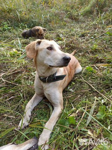 Энергичная собака в дар