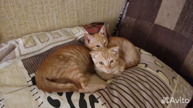 Котята в добрые руки приучены к лотку