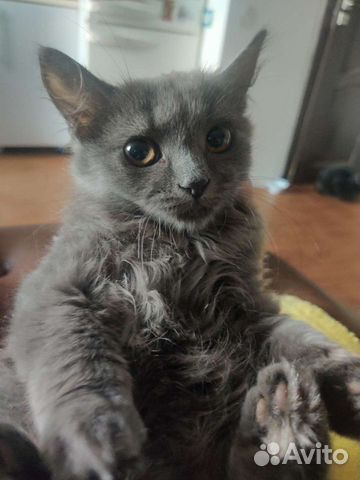 Британская кошечка